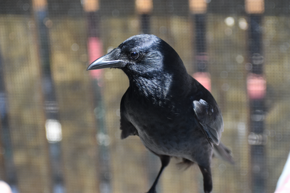 CROW welcomes educational ambassador - SANIBEL-CAPTIVA - Island ...